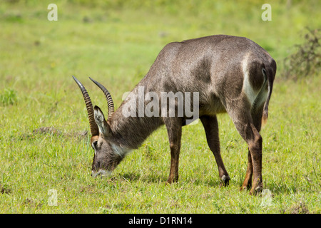 Waterbuck, Arusha National Park, Tanzania, East Africa Stock Photo - Alamy