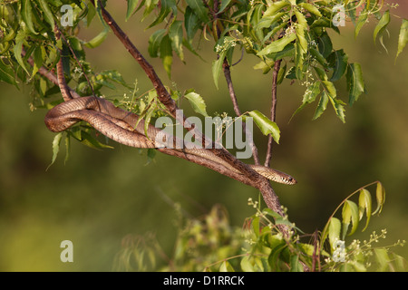 Indian Rat Snake (Ptyas mucosus) Tamil Nadu, South India, India, Asia ...