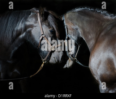 This image shows a horse with two heads of horses, highlighting ...