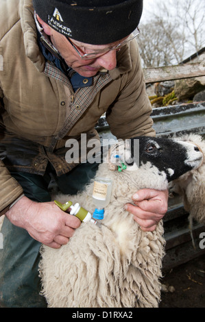 Farmer injecting sheep with Enzootic Abortion vaccine using automatic ...