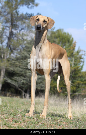 A black Sloughi dog (Arabian greyhound) on top of a sand dune in the ...
