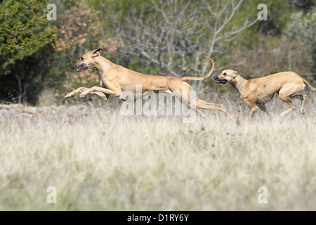 Dog Sloughi / Berber Greyhound two adults running Stock Photo - Alamy