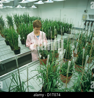Research wheat crops in the laboratory Stock Photo - Alamy