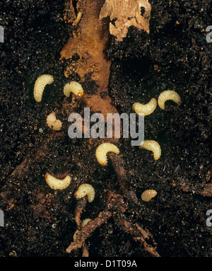 Vine Weevil grubs (Otiorhynchus sulcatus) near time to pupate into ...