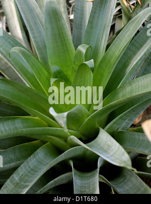 Bromeliad, Alcantarea regina, Bromeliaceae. Brazil, South America Stock ...