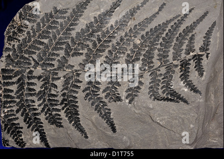Fossil fern, Schizostachys pinnata, Plantae; Tracheophyta; Equisetales ...