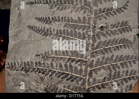 Fossil fern, Schizostachys pinnata, Plantae; Tracheophyta; Equisetales ...