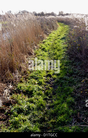 Norfolk Broads National Park at Acle in North Norfolk, UK Stock Photo ...