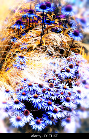 Purple cone flower in a border display Stock Photo - Alamy