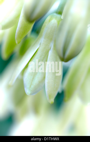 Close up of summer hyacinth (galtonia candicans) flowers in bloom Stock ...