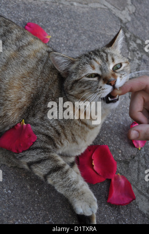 Verucchio (Rimini, Italy), cute cat Stock Photo - Alamy