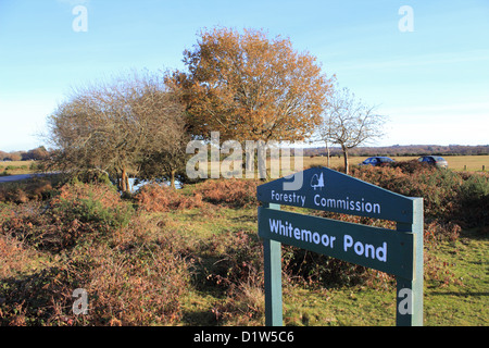 Whitemoor Pond in The New Forest National Park Hampshire England UK ...