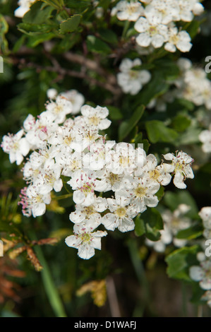 A hawthorn hedge in Spring blossom forms a significant field boundary ...