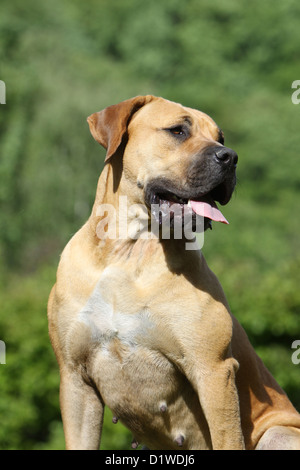 Boerboel Portrait of adult Stock Photo - Alamy