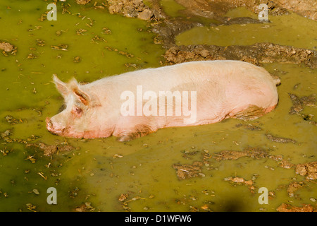 Lazy fat pig sleeping in the sun Stock Photo - Alamy