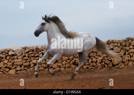 horse stallion Andalusian Menorca animal Spain run Stock Photo - Alamy