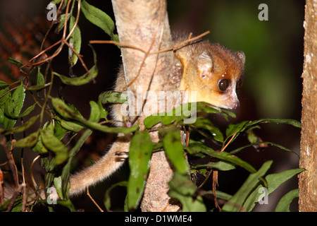 Goodman's Mouse Lemur (Microcebus lehilahytsara) in nest, new species ...