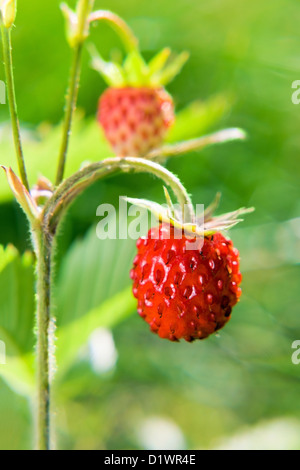Macro shot, juicy green grass in the forest Stock Photo - Alamy