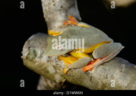 beautiful female Twin-spotted Treefrog (Rhacophorus bipunctatus) on ...
