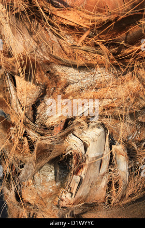 Indian coconut palm tree bark husk Stock Photo - Alamy