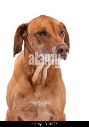 sitting Rhodesian Ridgeback Stock Photo - Alamy