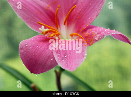 Pink flower with drops on a dim background Stock Photo - Alamy