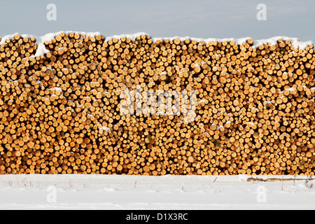 Stacked harvested logs in a winter rural landscape, Northern Minnesota ...