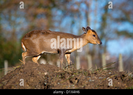 Muntjac Deer (Muntiacus reevesi). Female feeding, lifting tail at the ...