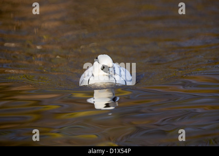 Smew; Mergus albellus; Drake; Winter; UK Stock Photo - Alamy