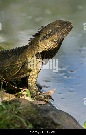 lizard, australian water dragon, lizards, australian water dragons ...