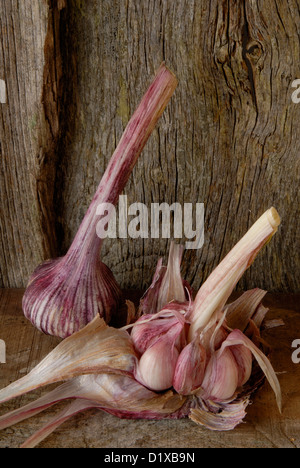 Wet Garlic - 'Violet garlic' of Cadours South of France Stock Photo - Alamy