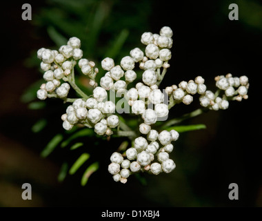 Australian native rice flower Ozothamnus diosmifolius, family ...