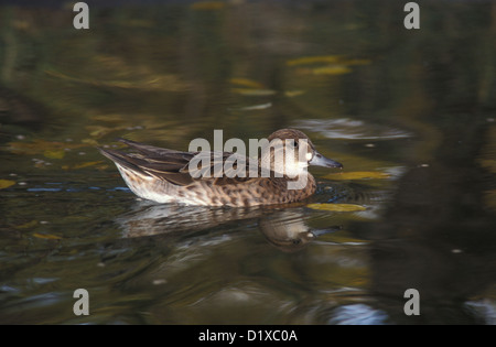 Baikal Teal Anas formosa Fort Worth Zoo TEXAS November Adult Male ...