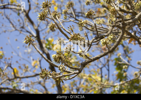Mahua tree : Madhuca longifolia, Gadchiroli, Maharashtra, India Stock ...