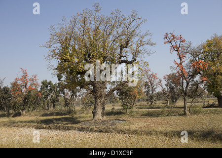 Mahua tree : Madhuca longifolia, Gadchiroli, Maharashtra, India Stock ...