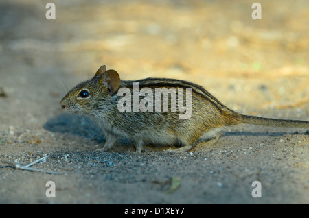 Rhabdomys pumilio or striped field mouse, South Africa Stock Photo - Alamy