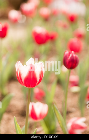 two tone color tulip flower in garden with red tulip flower in ...