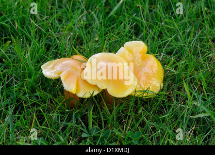 Golden waxcap fungi Hygrocybe chlorophana in grassland UK Stock Photo ...