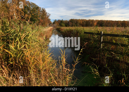 Landscape view over Holme Fen, English Nature Reserve, part of the ...