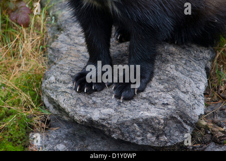 Wolverine (Gulo gulo) close up of front feet, huge paws and claws ...