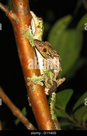 Rare leaf-tailed gecko (Uroplatus finiavana) camouflaged on tree trunk ...
