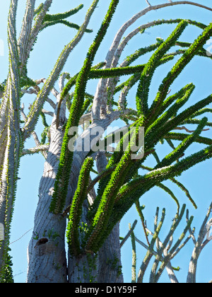 OCTOPUS TREE IN MADAGASCAR. ENDEMIC PLANT., Didierea madagascariensis ...
