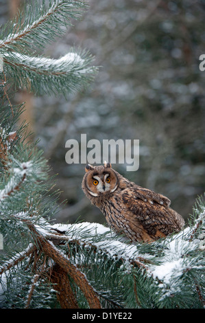 Snowy Owl Perched on Snow Stock Photo - Alamy