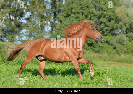 Hucul Pony, Carpathian Pony. Chestnut horse in a gallop on a meadow ...