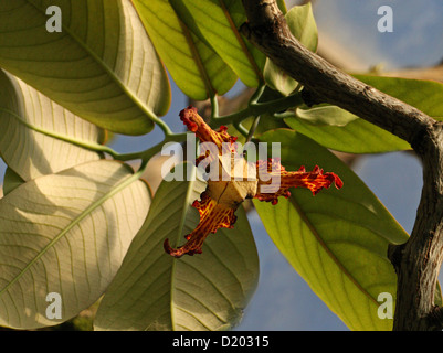 Flower of the African Orchid Nutmeg Tree Monodora myristica aka Jamaica ...