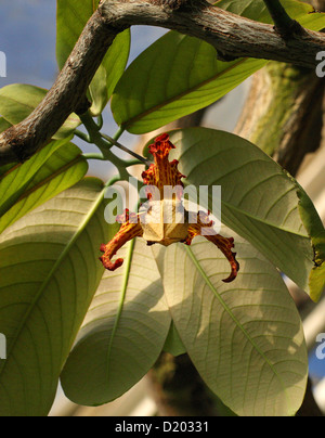 Flower of the African Orchid Nutmeg Tree, Monodora myristica ...