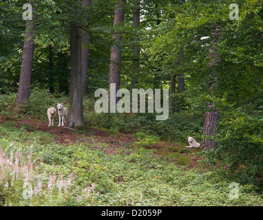Wolfspark Werner Freund, City of wolves, Merzig, Saarland, Germany ...