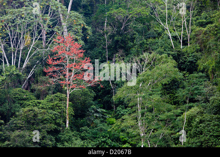 Ecuador, Amazon Rainforest, Rio Napo, Near Coca, House On Stilts Stock ...