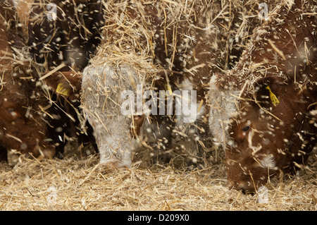 Beef cattle in a finishing lot get chopped straw for bedding Stock ...