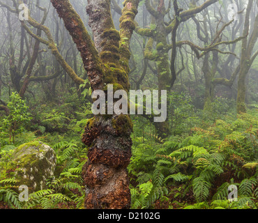 Forest during rain, Caldeirao Verde, Queimadas Forest Park, Madeira ...